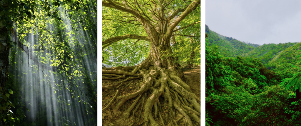 Earth Day 2021Every Tree Matters