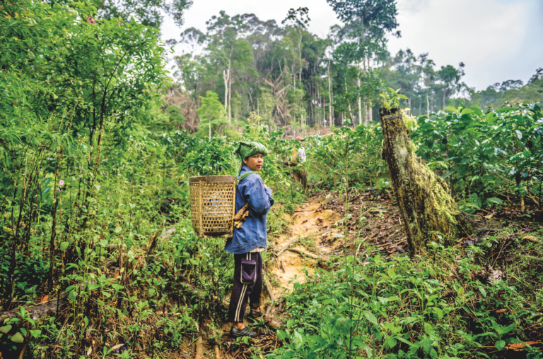 Dove Announces Global Sustainability Initiative to Fight Climate Change