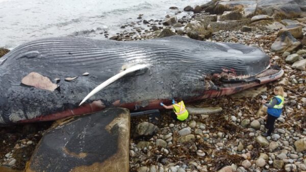 Endangered Blue Whale Carcass Washed Ashore In Nova Scotia
