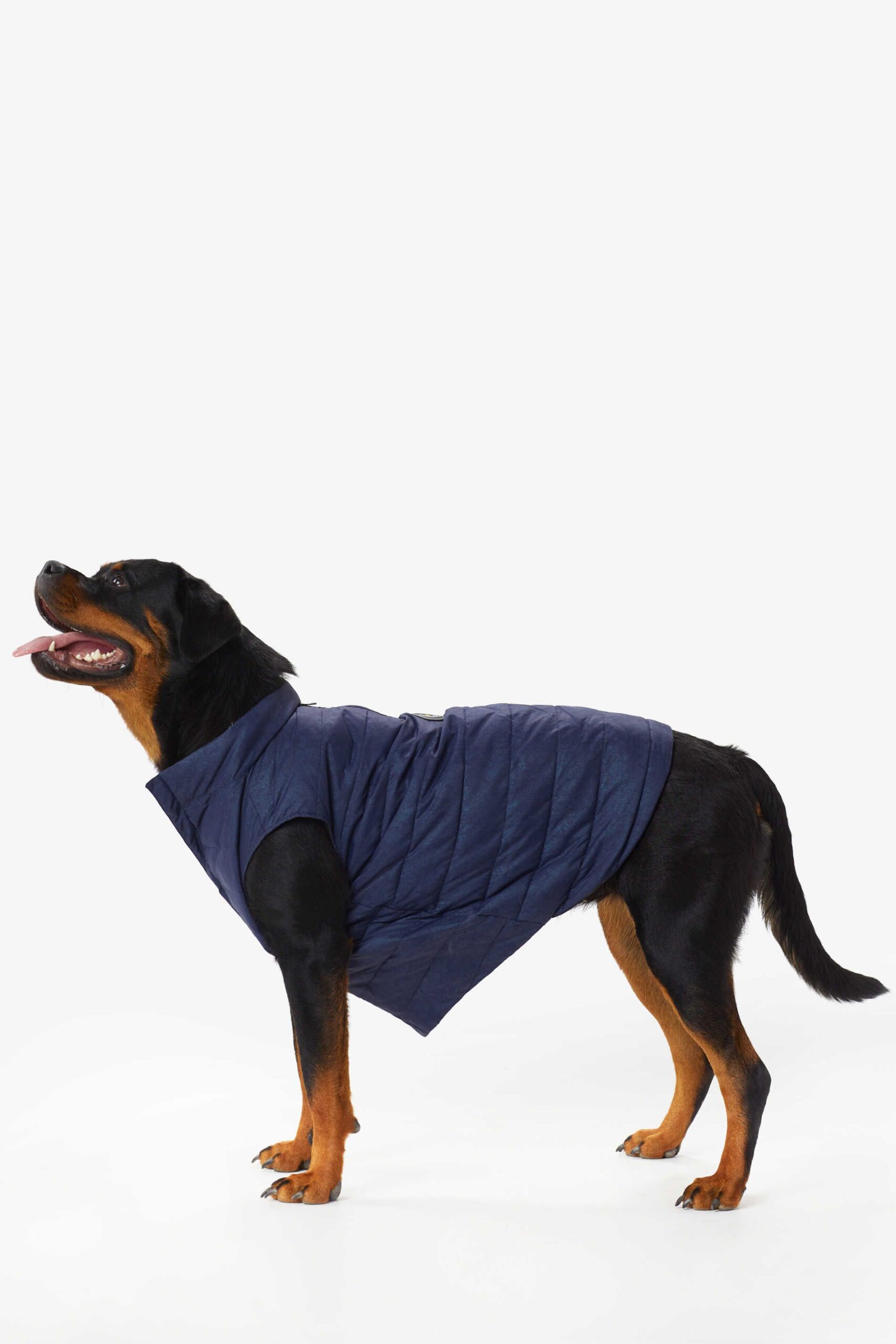 Make Life Cozy and Flexible with Lole’s Dog Jackets