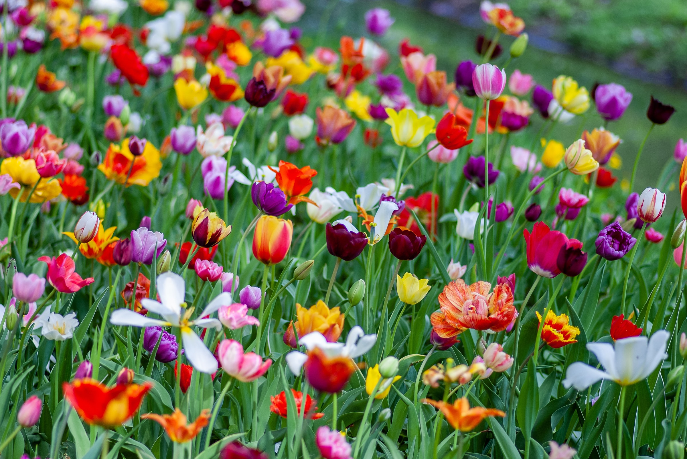 6 Destinations Which Have the Prettiest Spring Blooms in the World