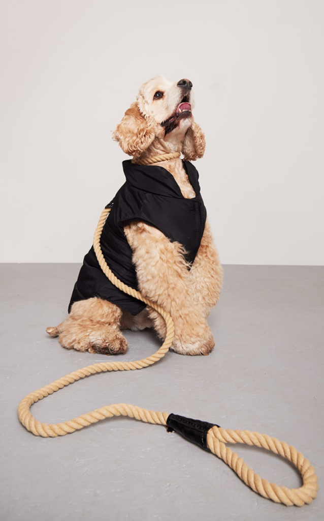 So Pawsh! PrettyLittleThing's New Pet Collection