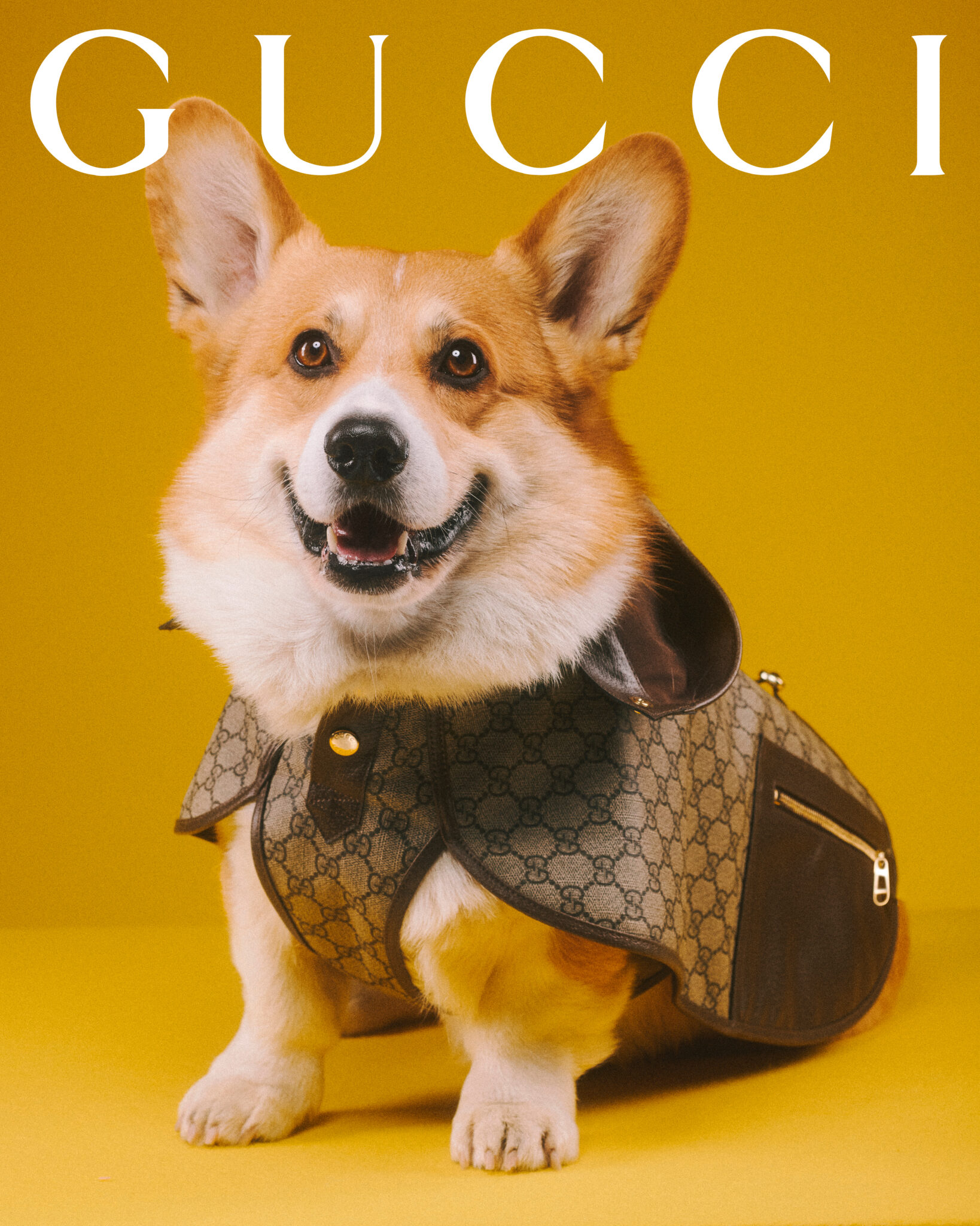 The Gucci Pet Collection is Here And It's Pawfect