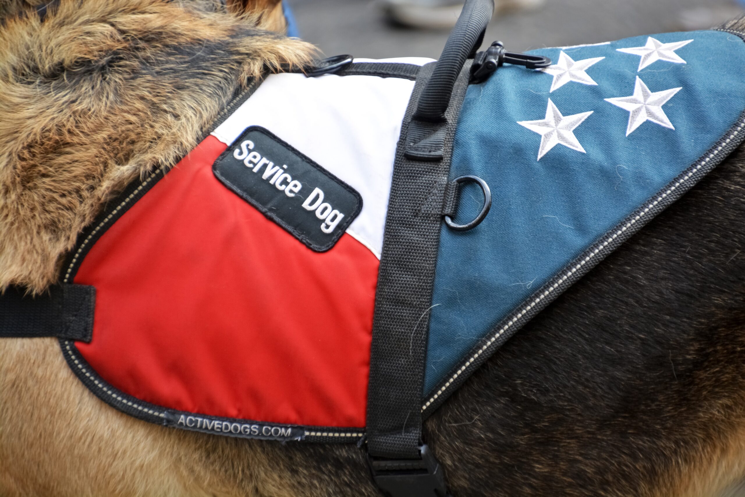5 Types of Service Dogs and How They Help Their Owners