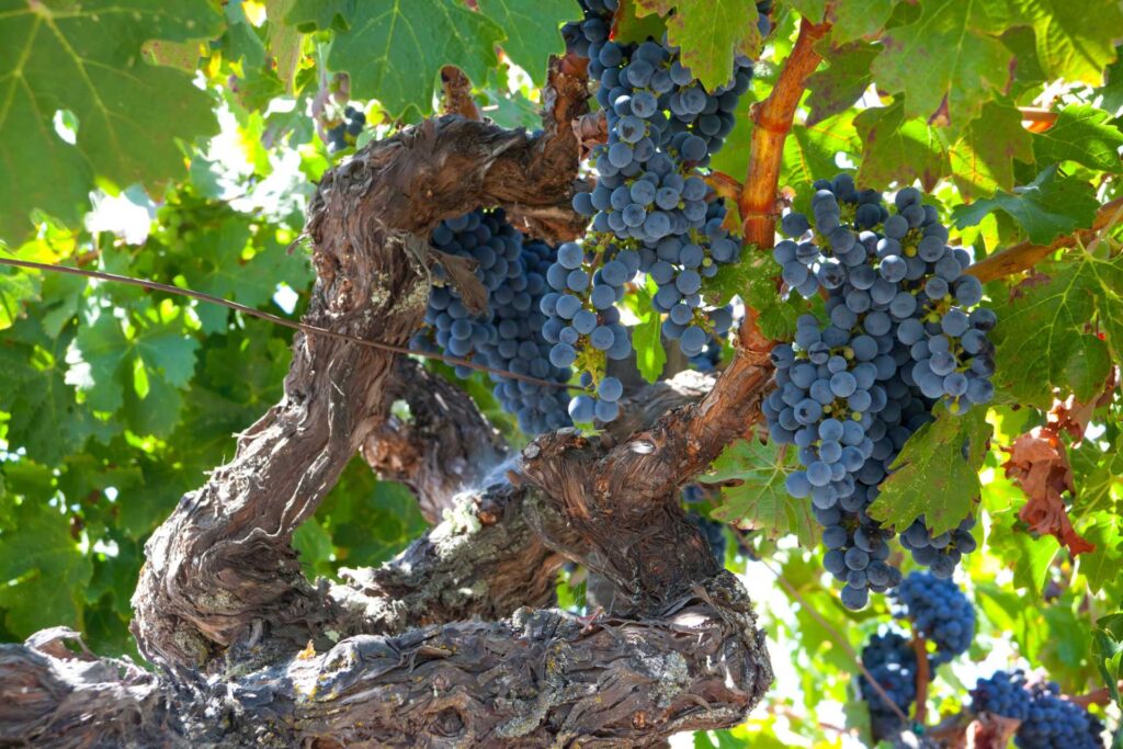Curious About Zinfandel?