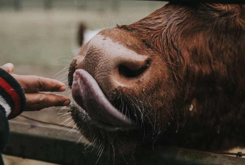 Cow Tipping Video What Is It