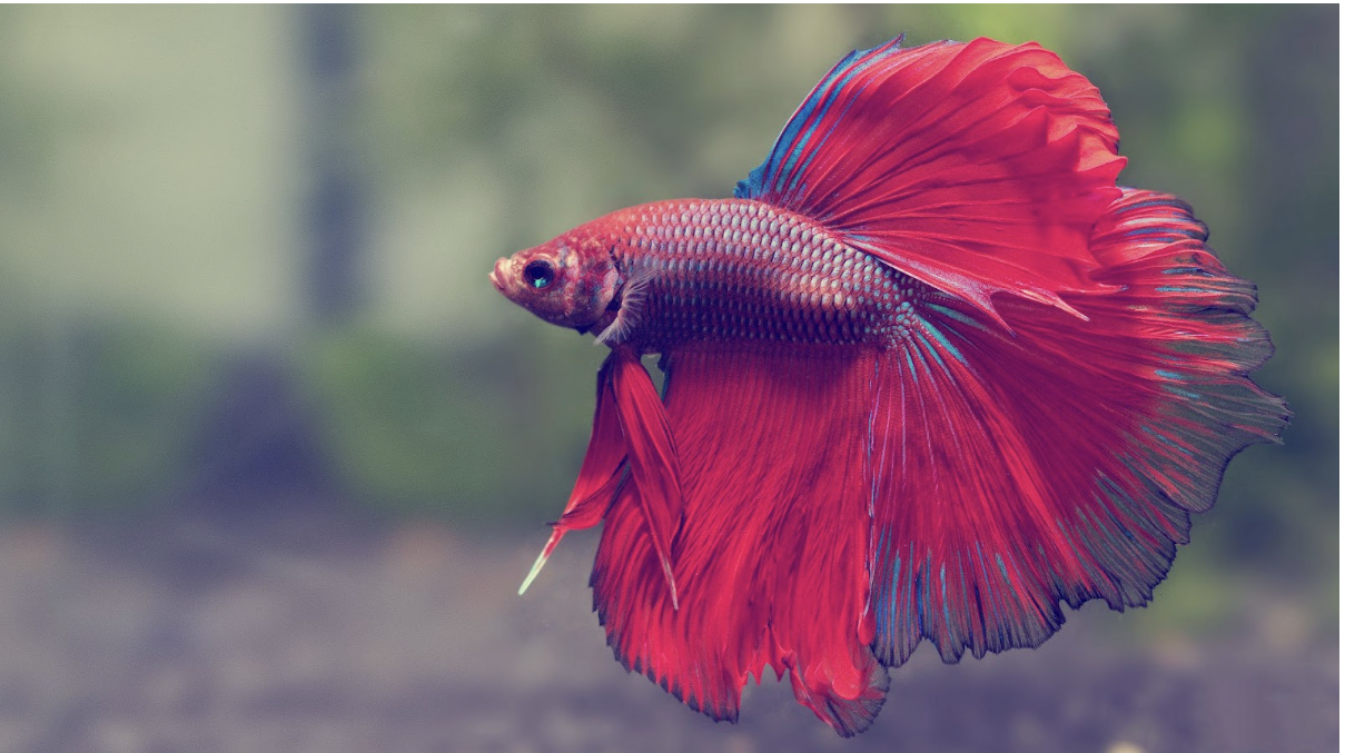 Betta Fish Care - How to Take Care of a Betta