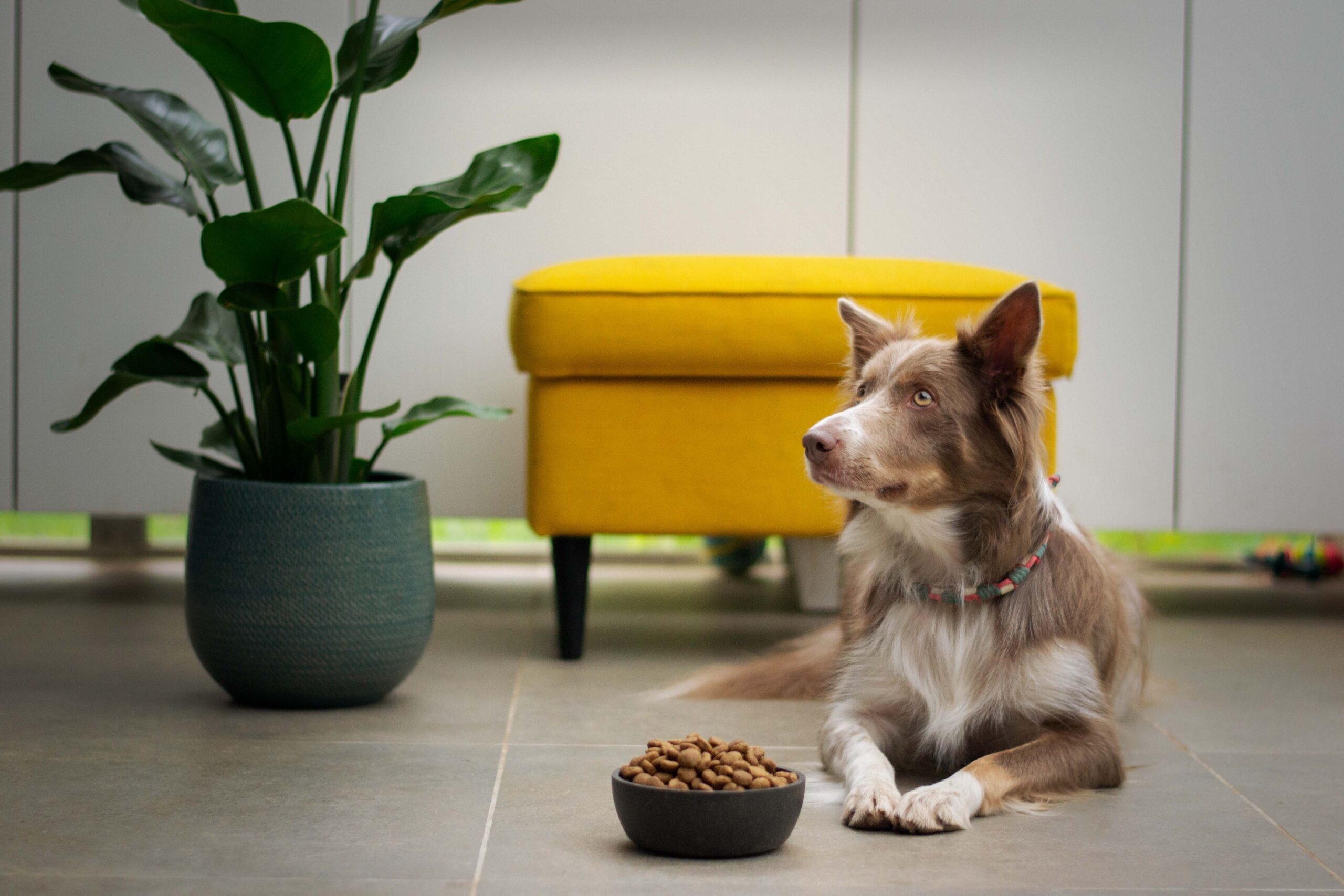 Homemade Dog Food Recipes: A Healthy Alternative to Store-Bought Food
