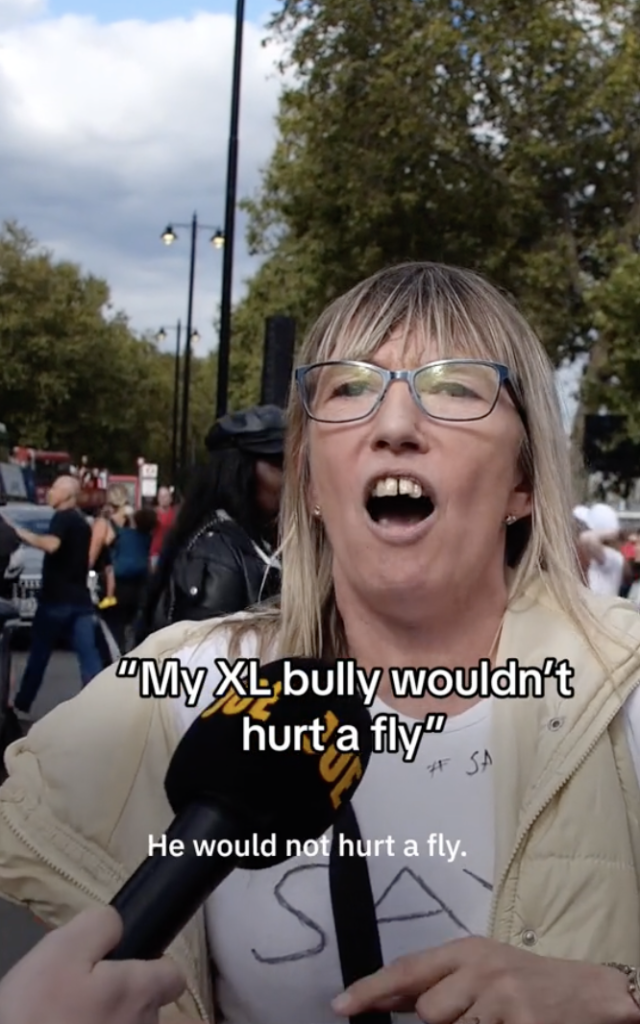 XL Bully Dogs UK Ban TikTok Video Viral