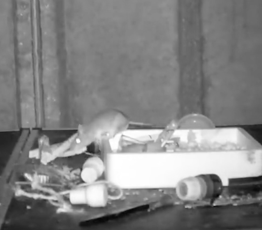 Welsh Tidy Mouse Video Cleaning up Shed