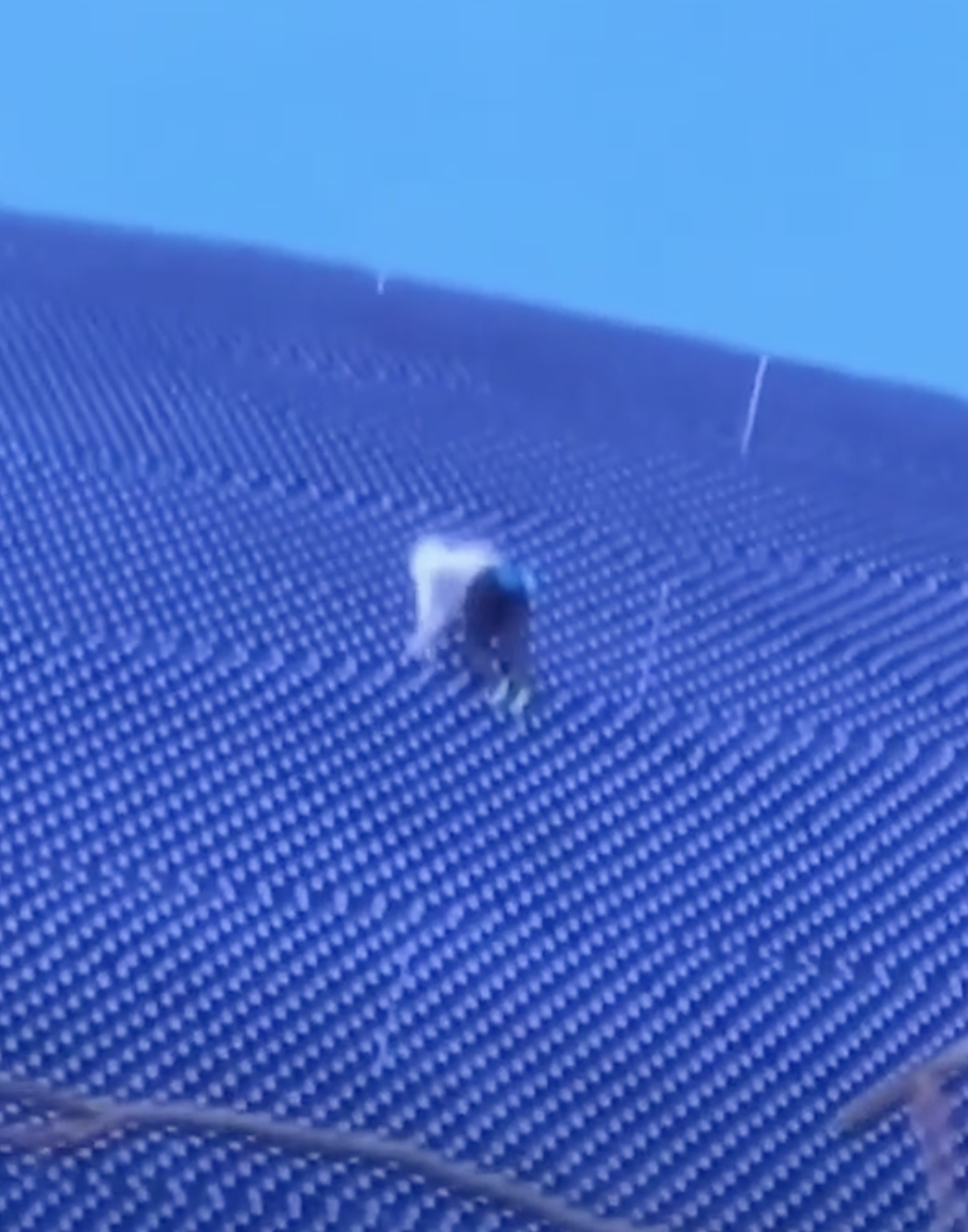 Video Of Man Climbing Las Vegas Sphere Watch