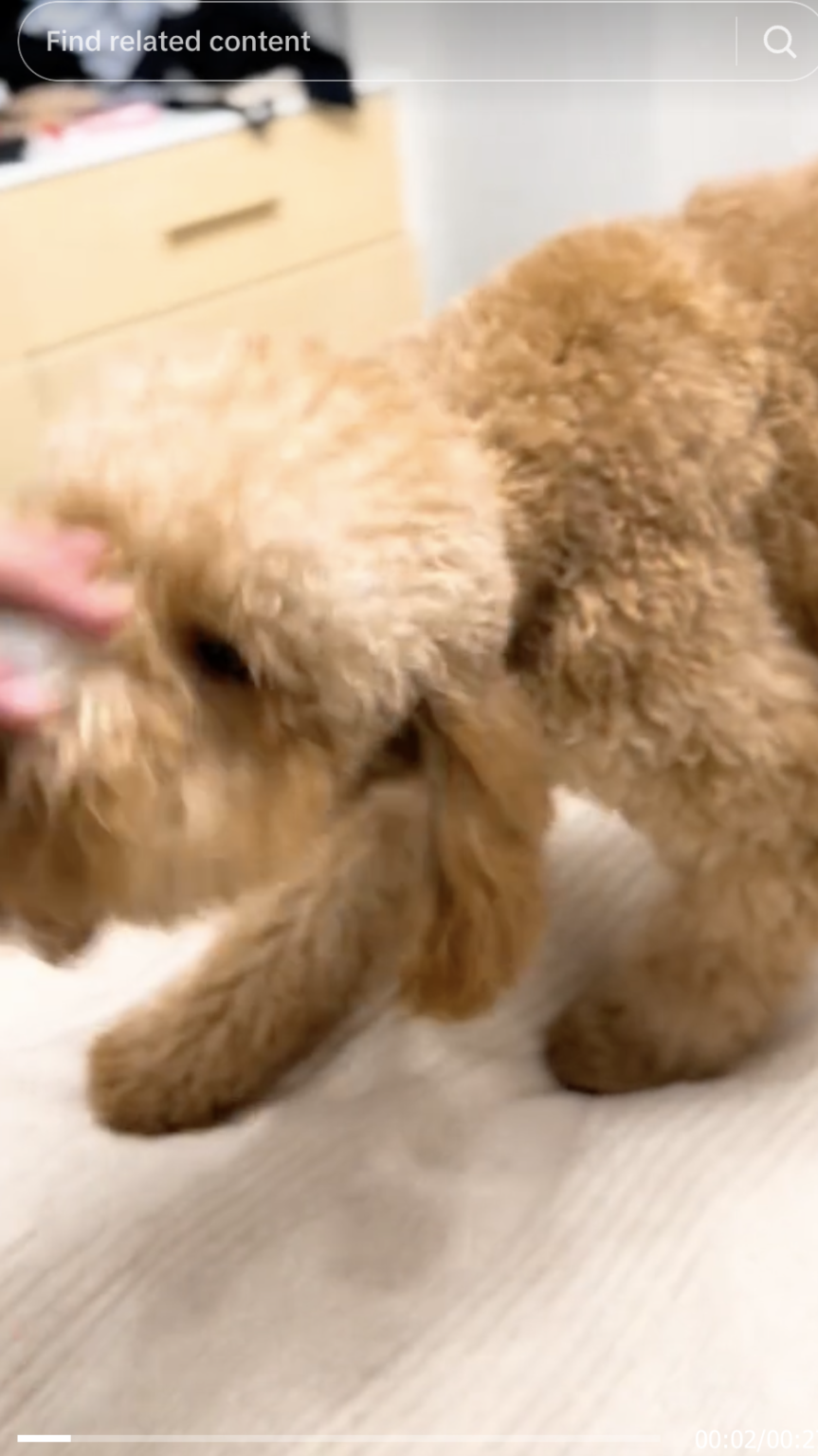 Dog Skinwalker Video Real