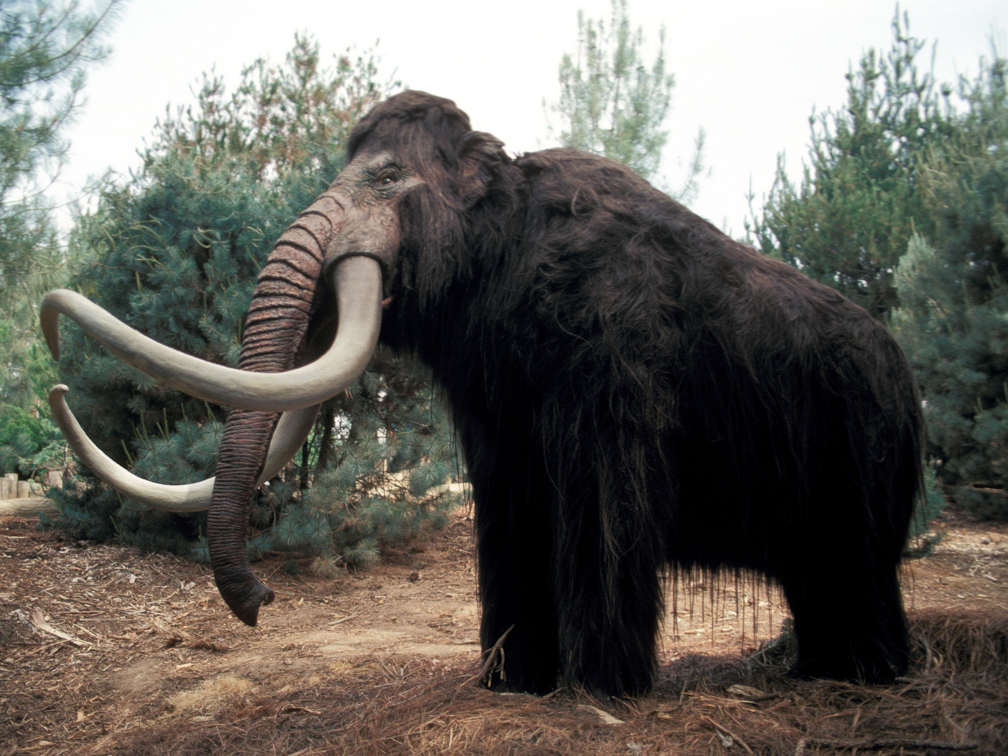 Woolly Mammoths Could Roam the Earth Again by 2028