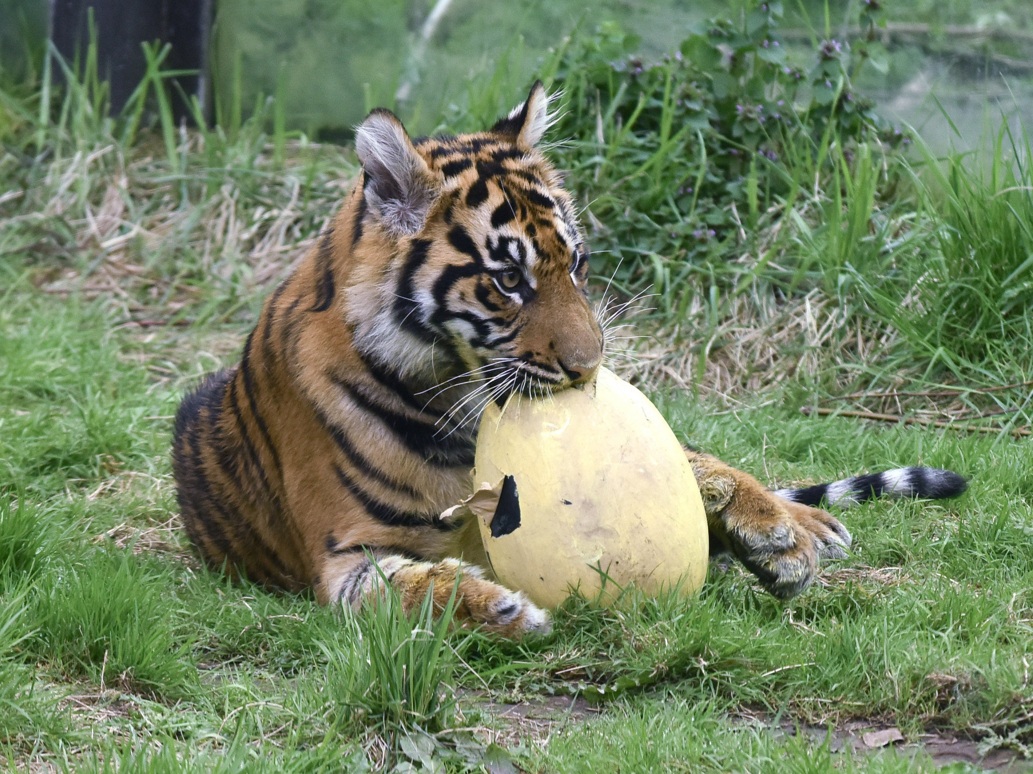Chinese Zoo Sells Tiger Urine for Arthritis Relief