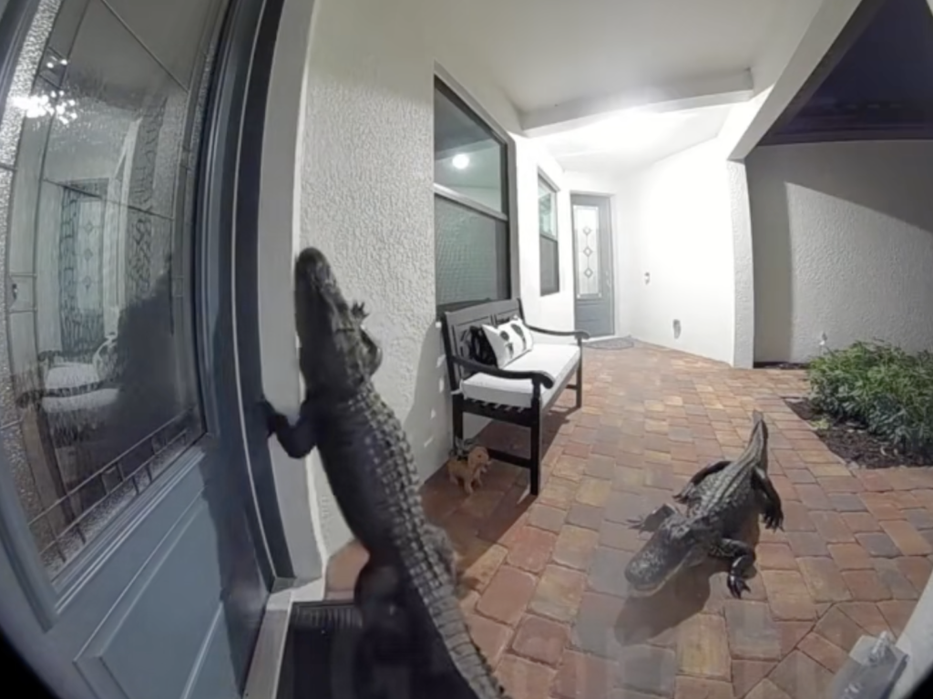 Alligator Rings Doorbell Video Florida Fake or Real