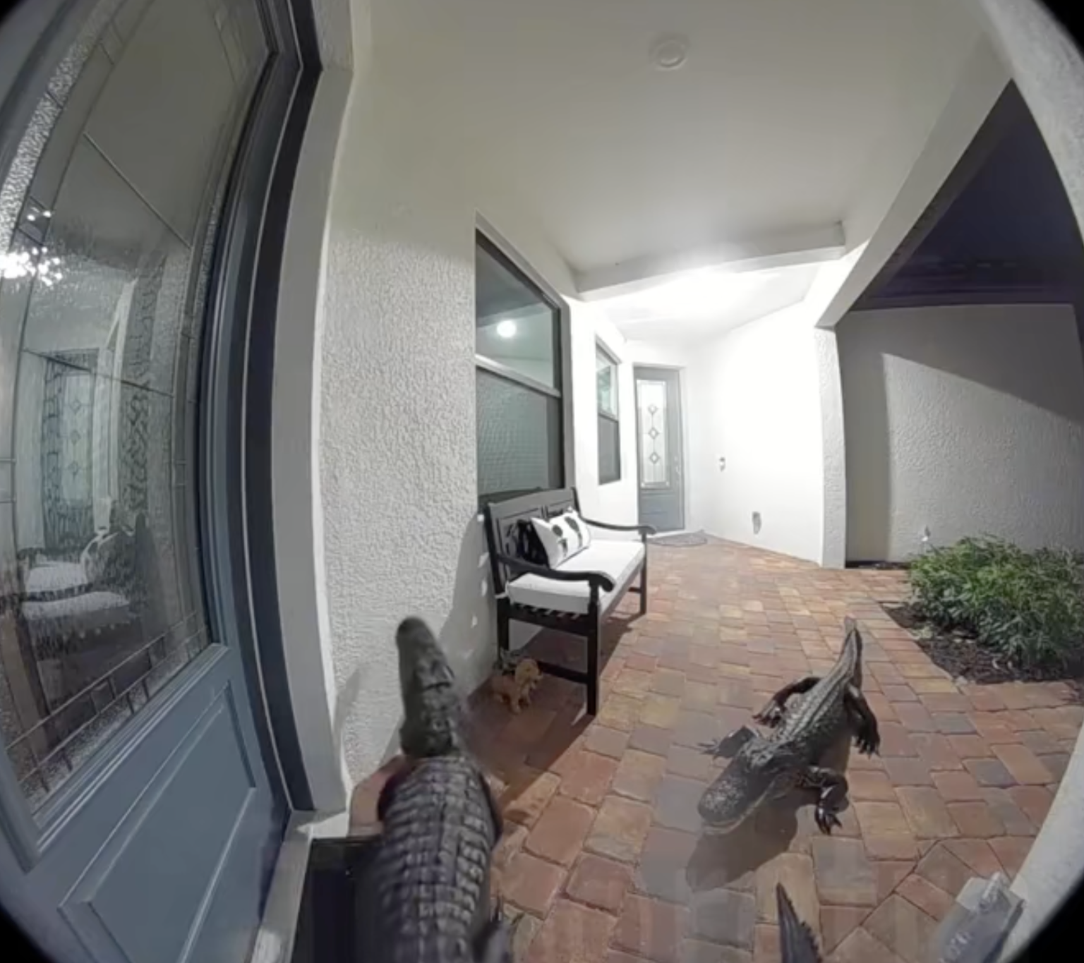 Alligator Rings Doorbell Video Florida Fake or Real