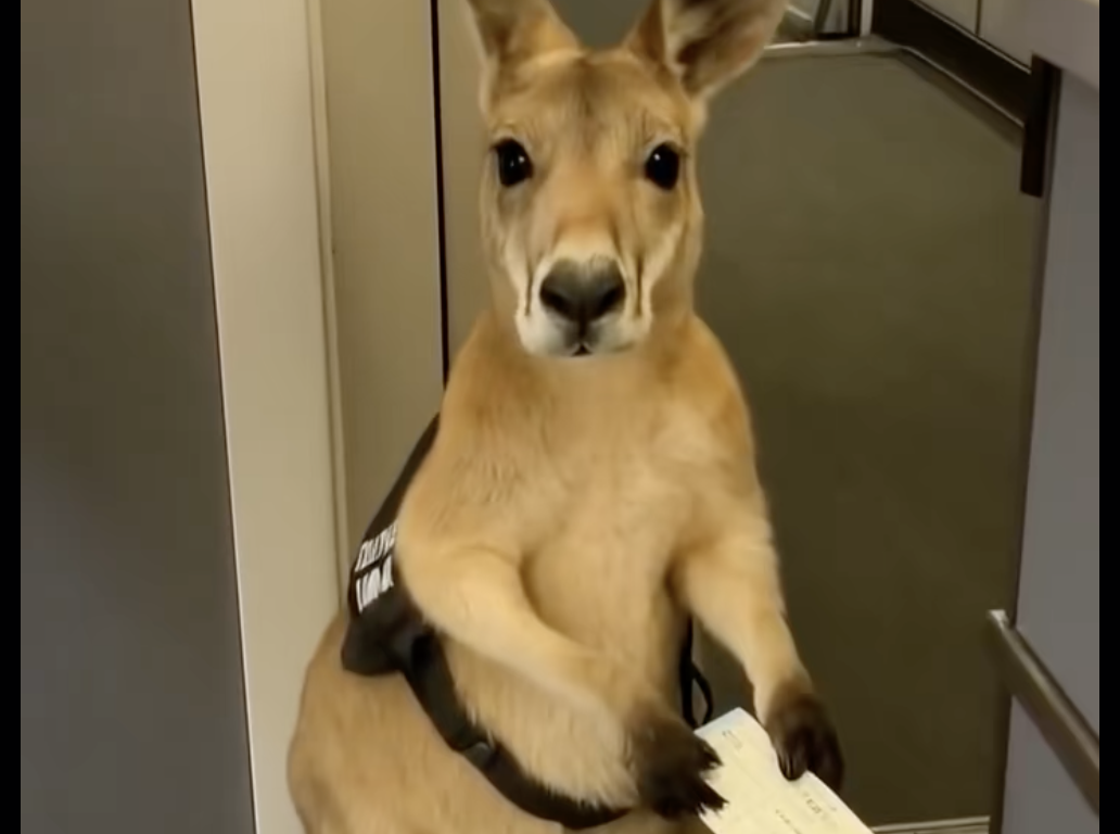 Kangaroo Plane Ticket Photo AI Is Getting "Scary"